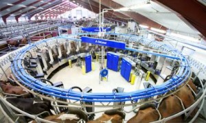 Be the first farm to install a New Automated Rotary Milking System